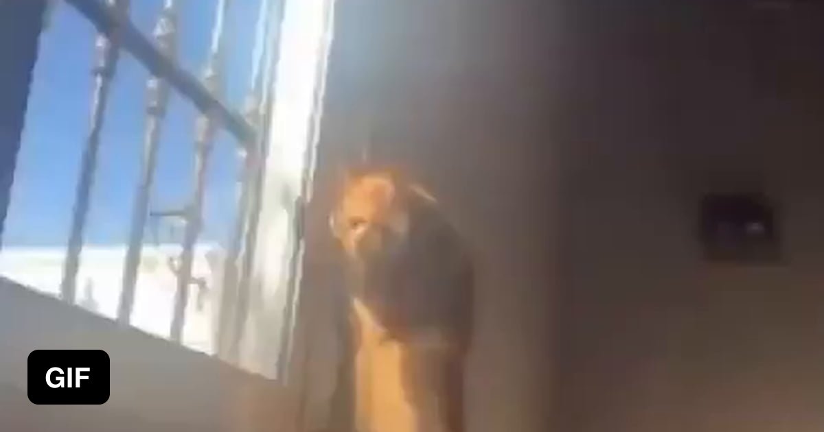 When you are one second late to feed the cat - 9GAG