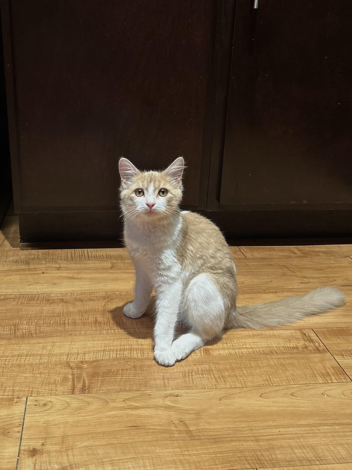 Mochi my kitty - 9GAG