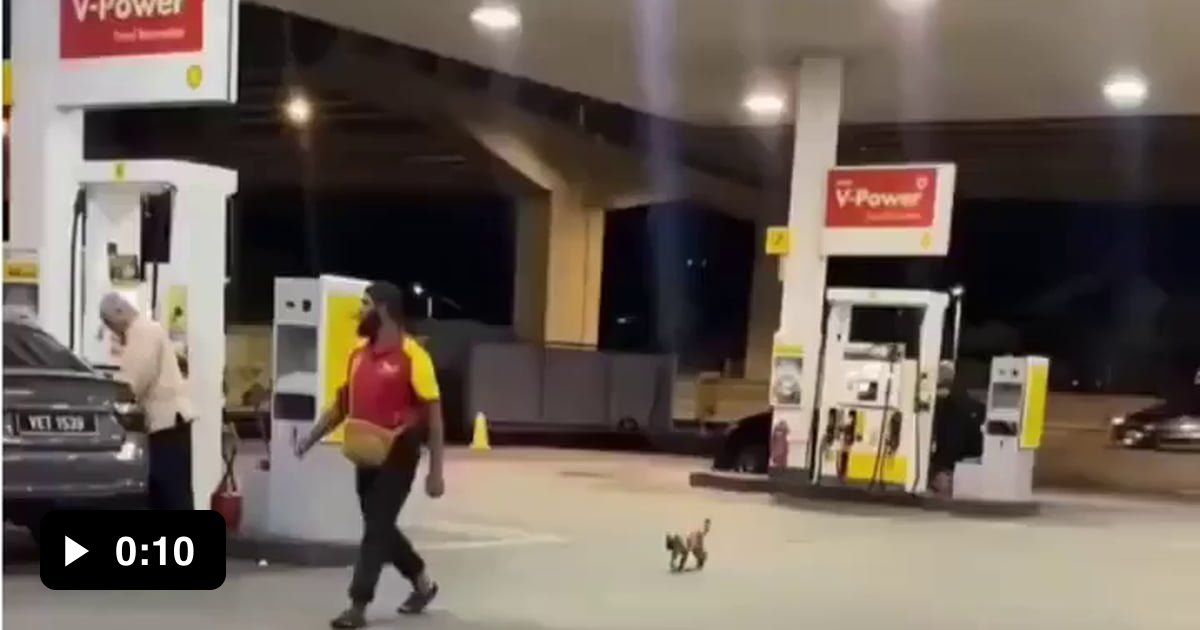 Stray cat becomes gas station attendant - 9GAG