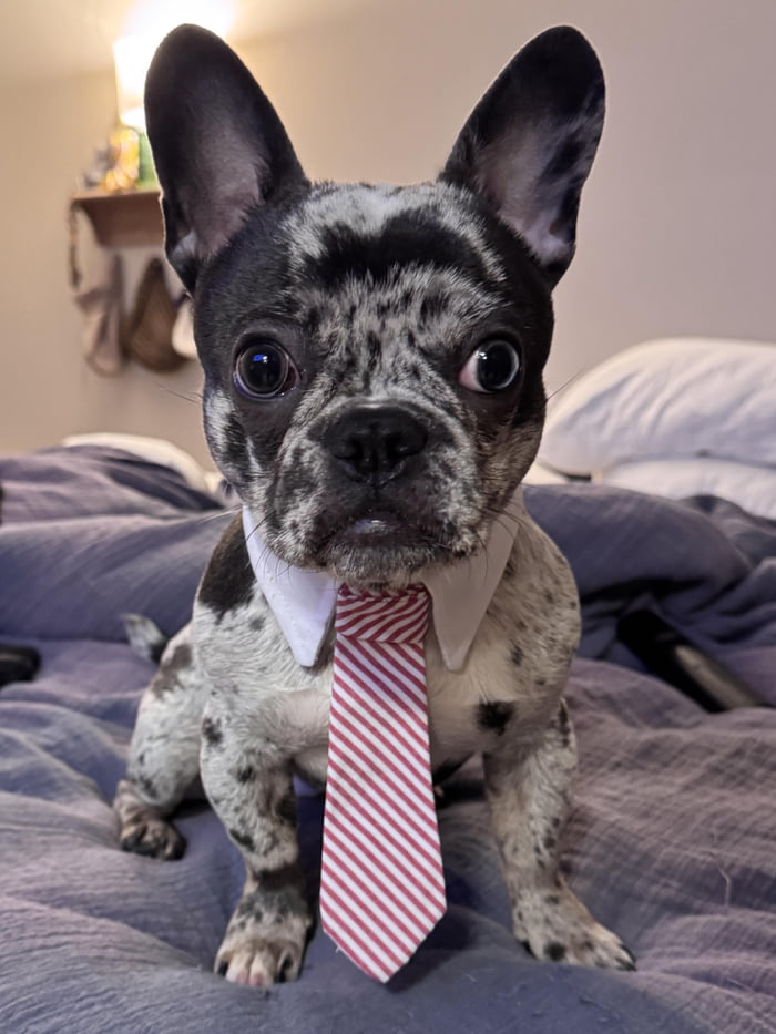Gus the insurance agent! - 9GAG