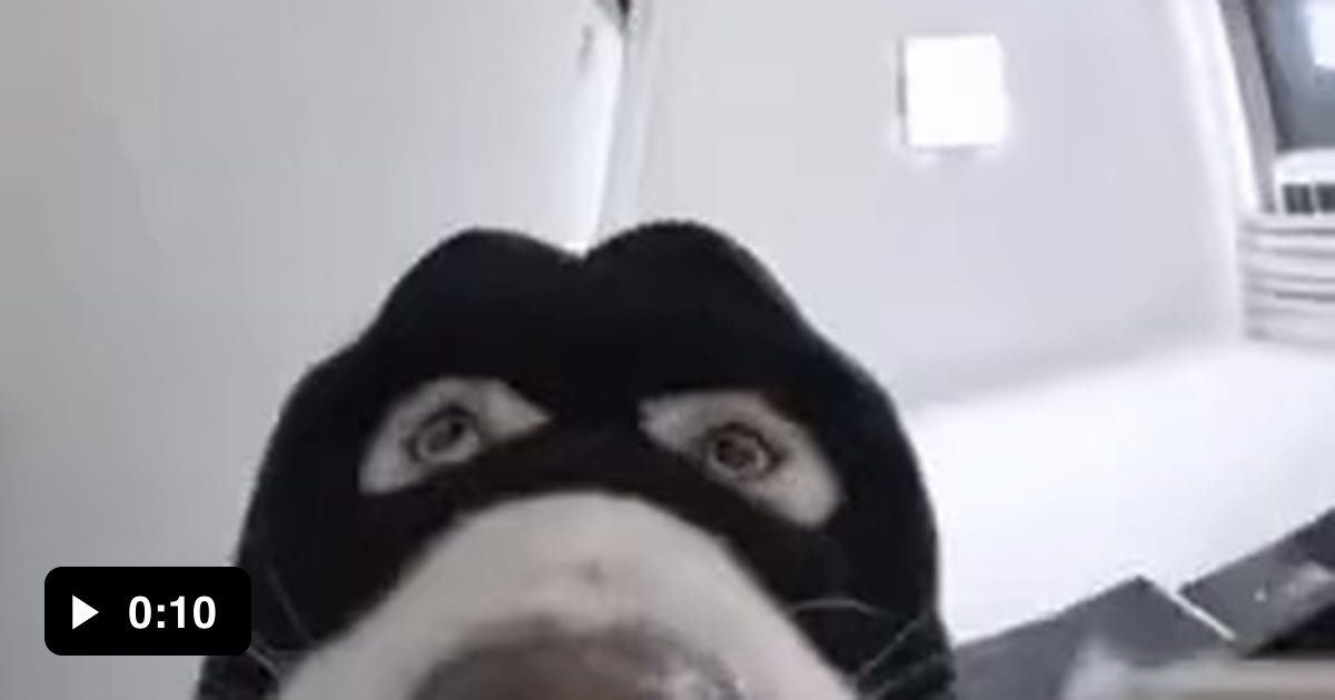 Operation good boy - 9GAG