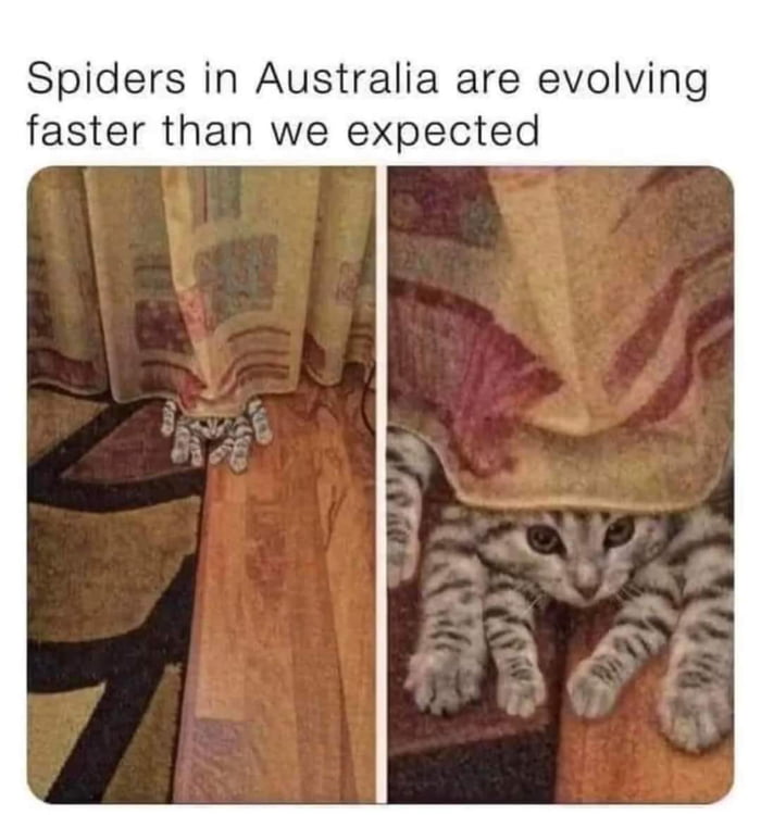 Spider cat - 9GAG