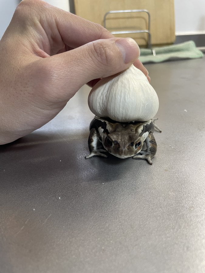 If you put garlic on frog, it turn into a bulbasaur - 9GAG