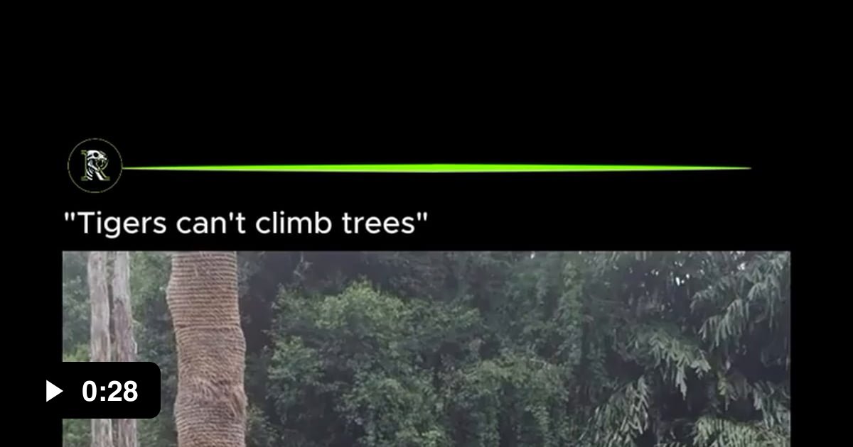 That is one big kitty. - 9GAG