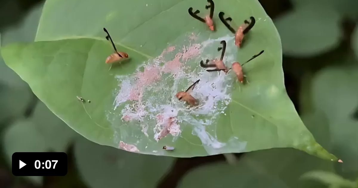 Antlered Flutter Flies. They have a pattern on their wings that give ...