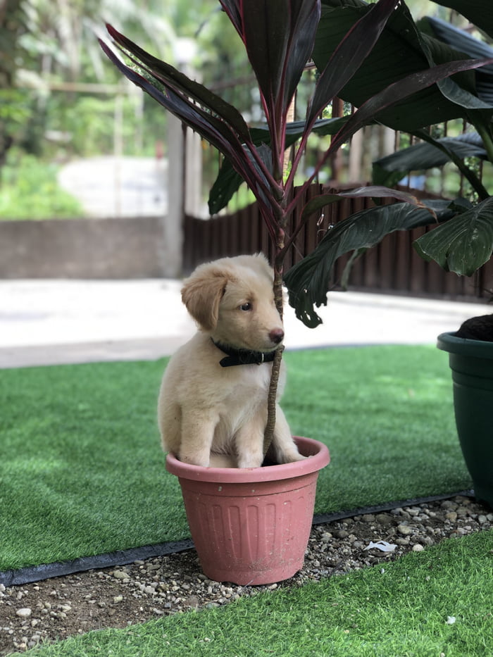 Plant dog/dog plant - 9GAG