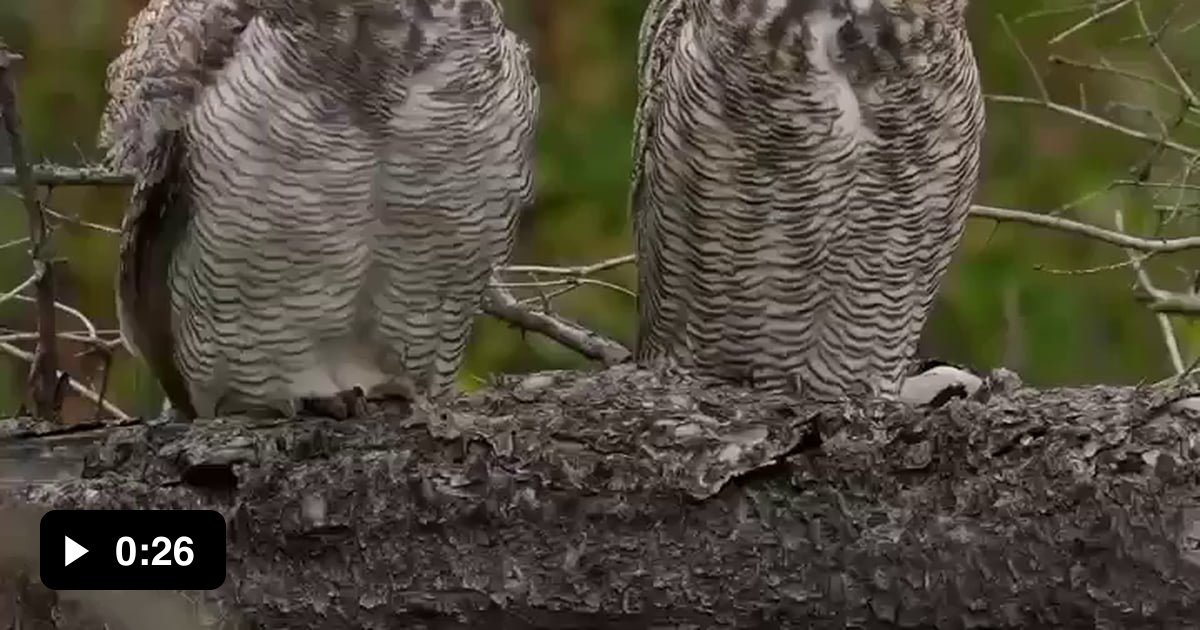 Owl Romance - 9GAG