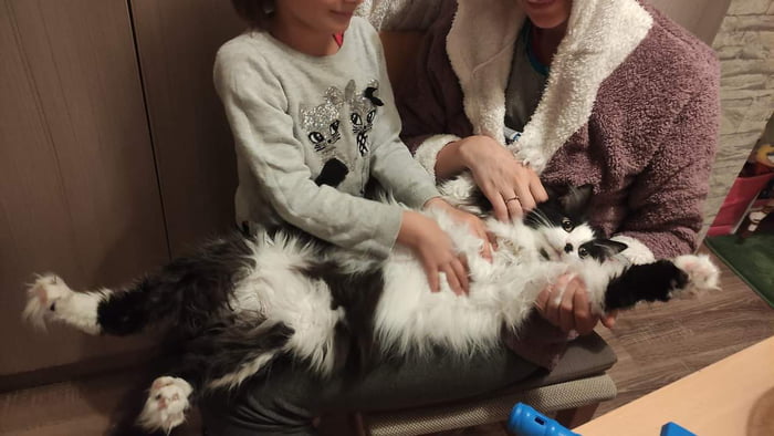 Heard you like cats, my degenerates. Here is "Pilehandro", translated ...