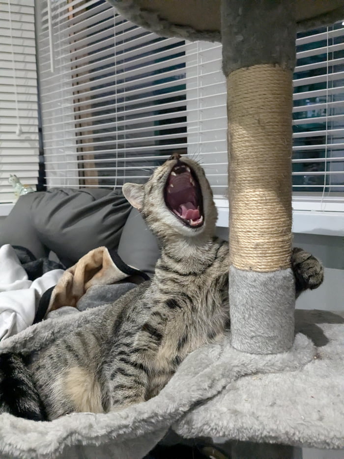 Big yell - 9GAG