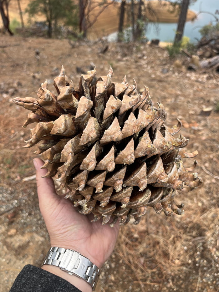 Of a pine cone. - 9GAG