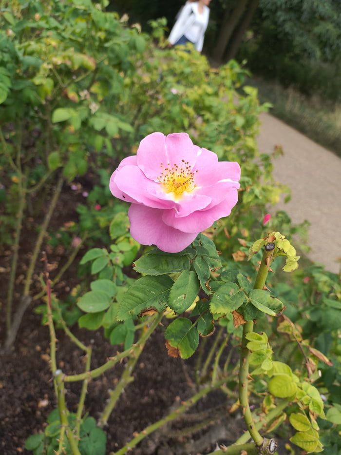 Sharing my flower gallery day 143 - 9GAG