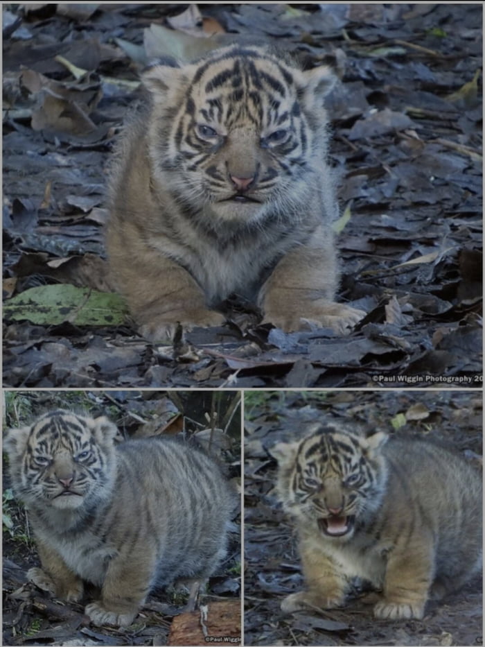 A cute Angry Tiger cub - 9GAG