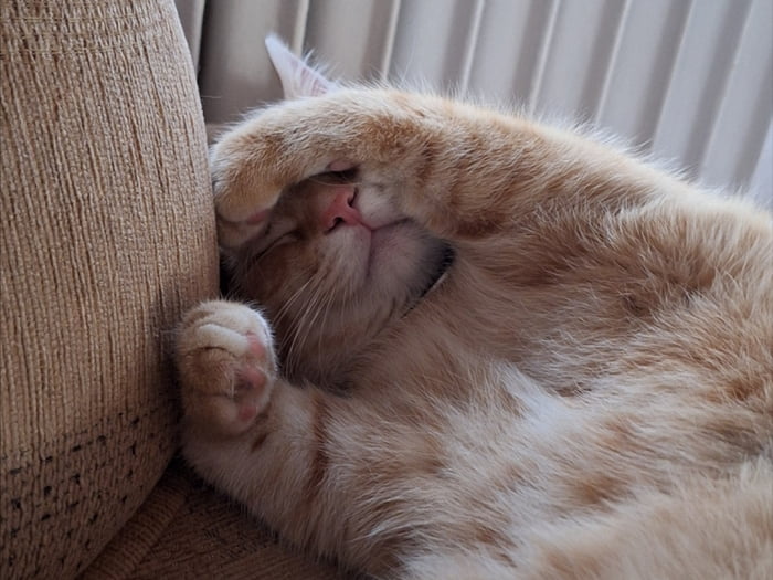 Murko's difficult life. - 9GAG