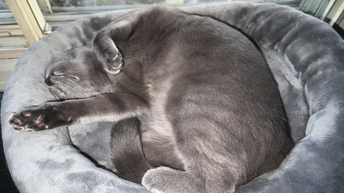 Unemployed, free loading cat - 9GAG