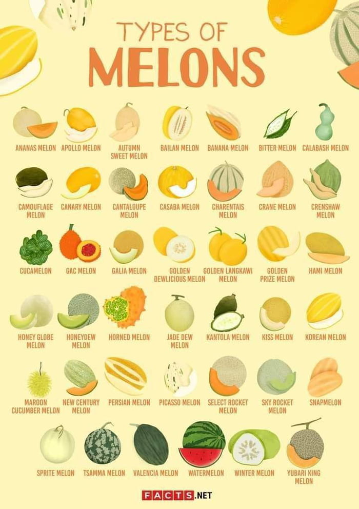 A cool guide on different melons - 9GAG