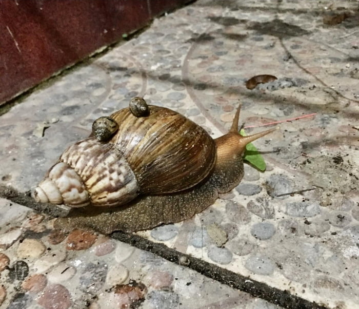 Snail - 9GAG