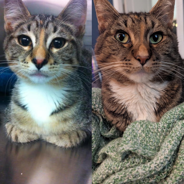 The cat we weren't planning to adopt (but adopted the same day we met ...