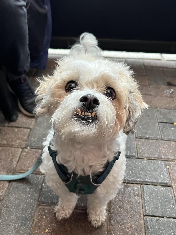 Teddy has such a beautiful smile! - 9GAG