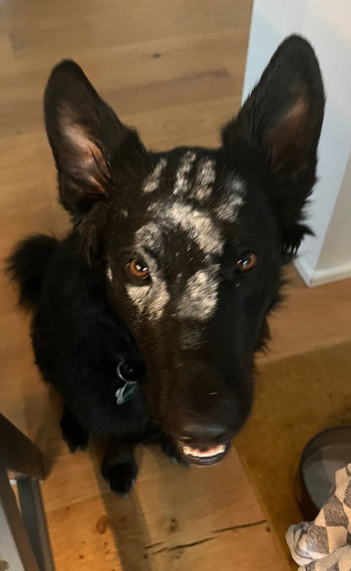 Uruk dog is ready for Halloween - 9GAG