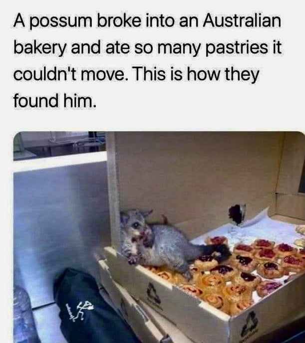 Power Move Possum Wins - 9GAG