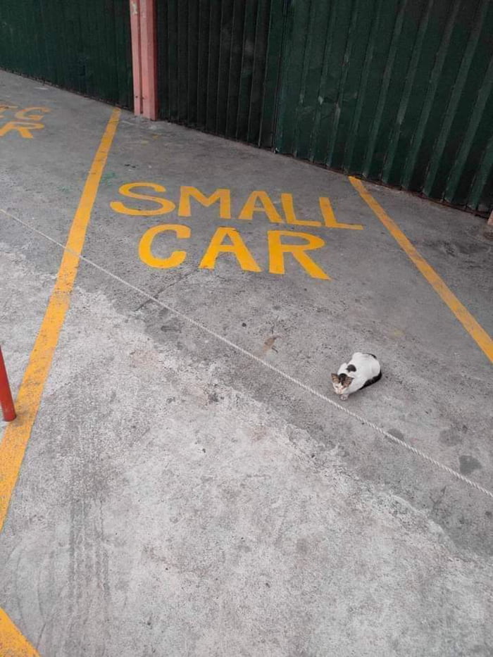 Smol - 9GAG