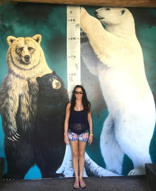 Actual size of bears - 9GAG