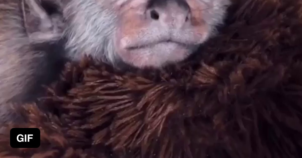 Satisfied monkey - 9GAG