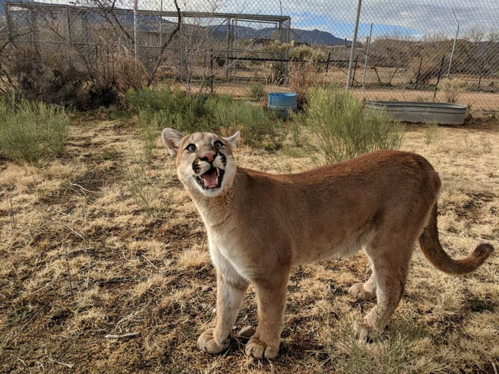 Derpy mountain lion - 9GAG