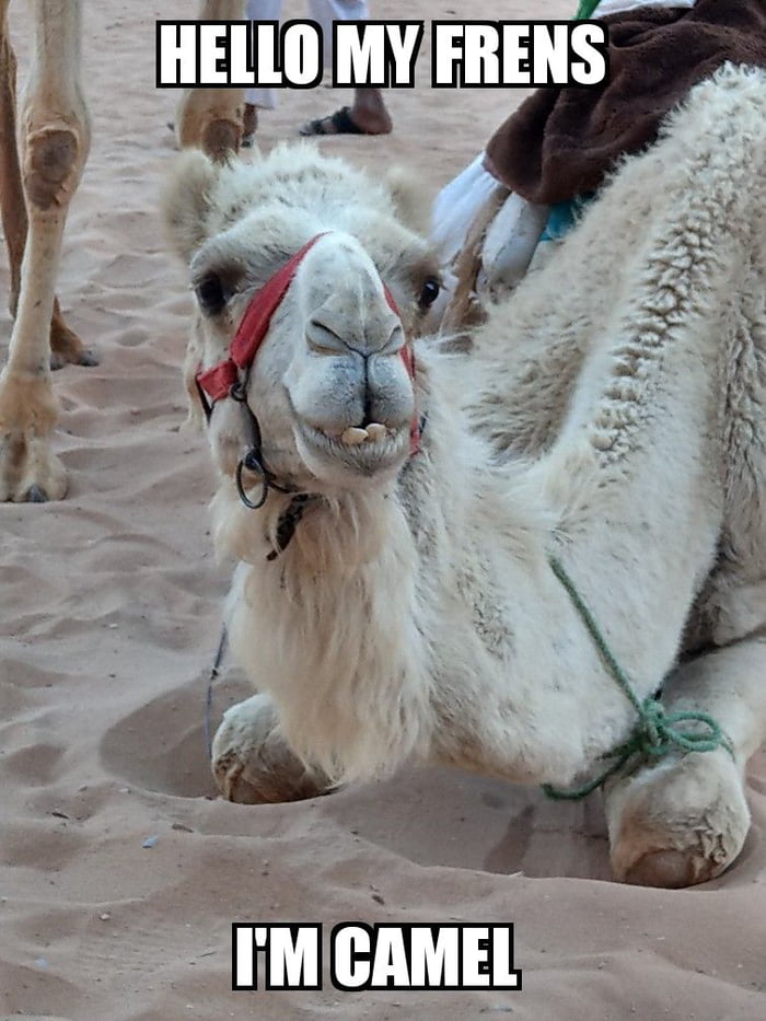 Say hello to lovely camel! - 9GAG