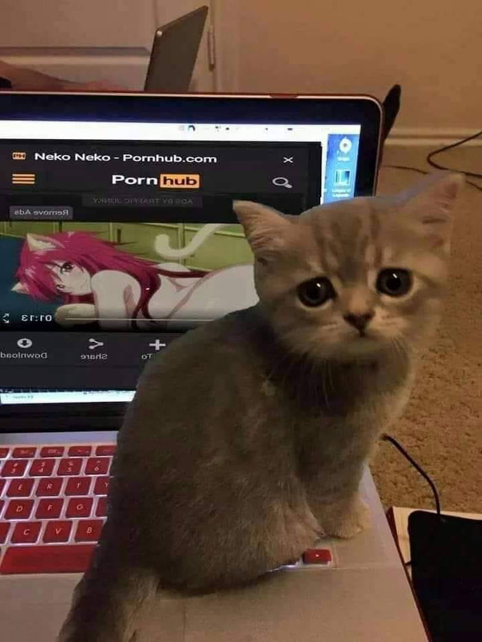 NONONO SENPAI THAT'S A REAL CAT - 9GAG