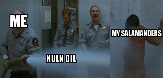 What every salamander painting session feels like - 9GAG