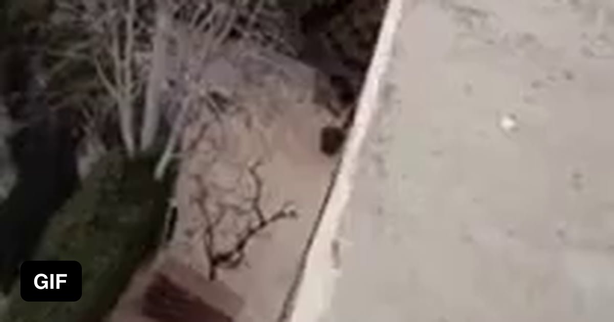Cat falls from 9-story building and sticks the landing - 9GAG