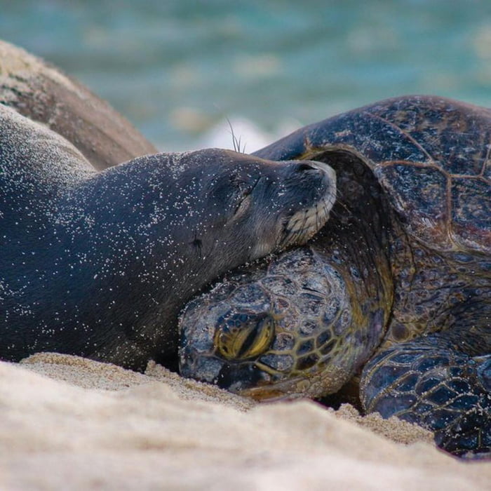 Seal cuddling a sea turtle - 9GAG