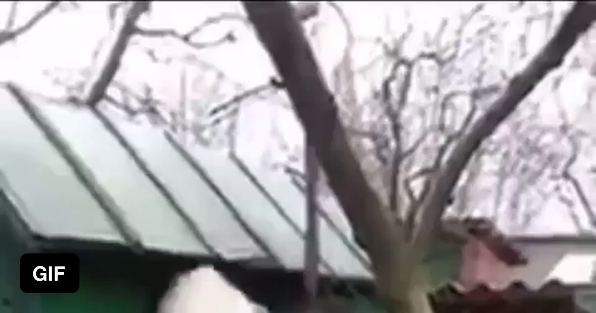 A giant rooster - 9GAG