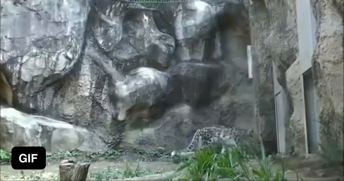 Snow leopard doing a sideflip - 9GAG