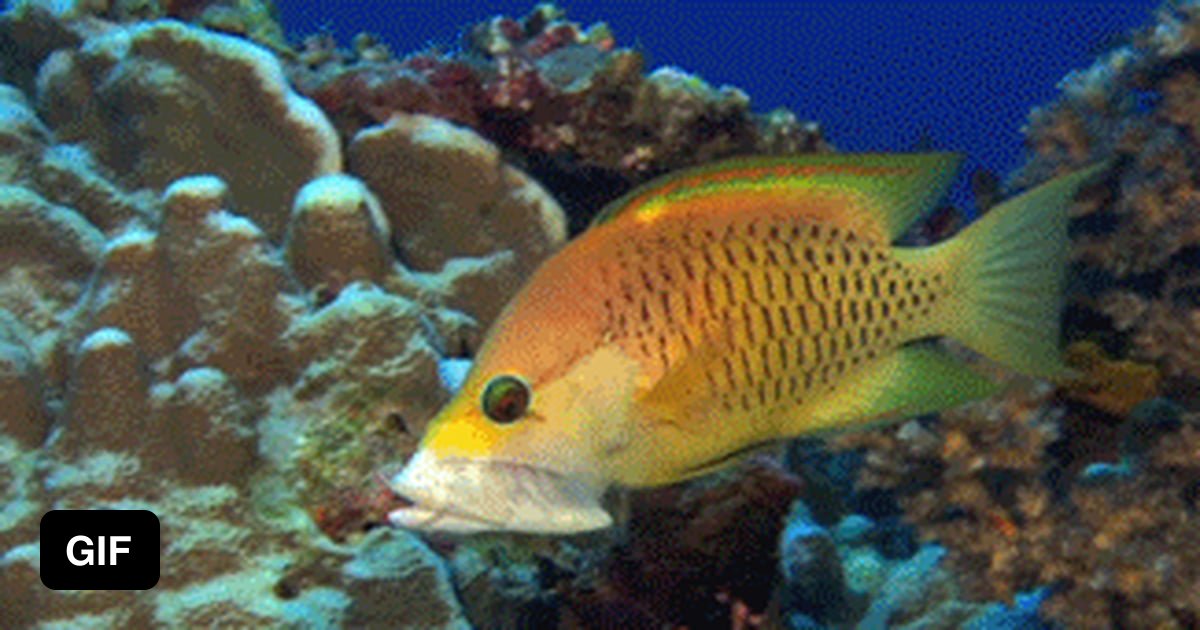 The nope fish - 9GAG