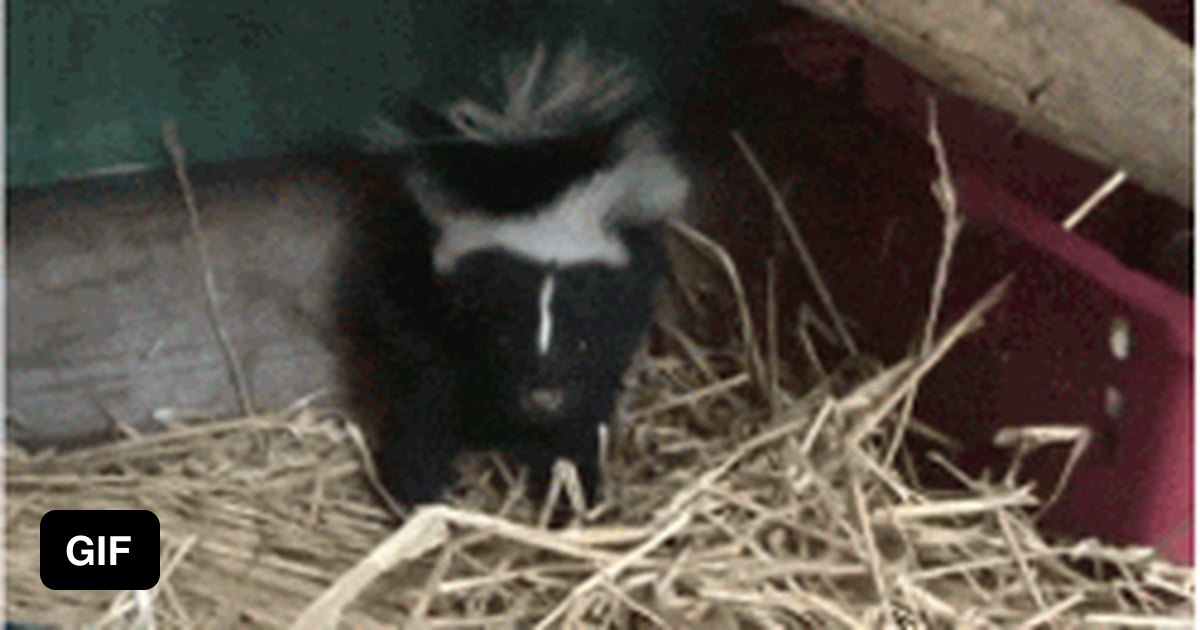 Baby skunk warning stomps - 9GAG