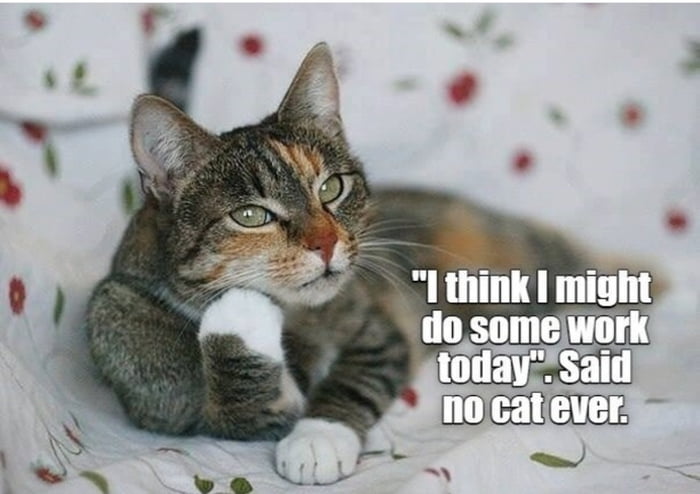No work, just meow meow - 9GAG
