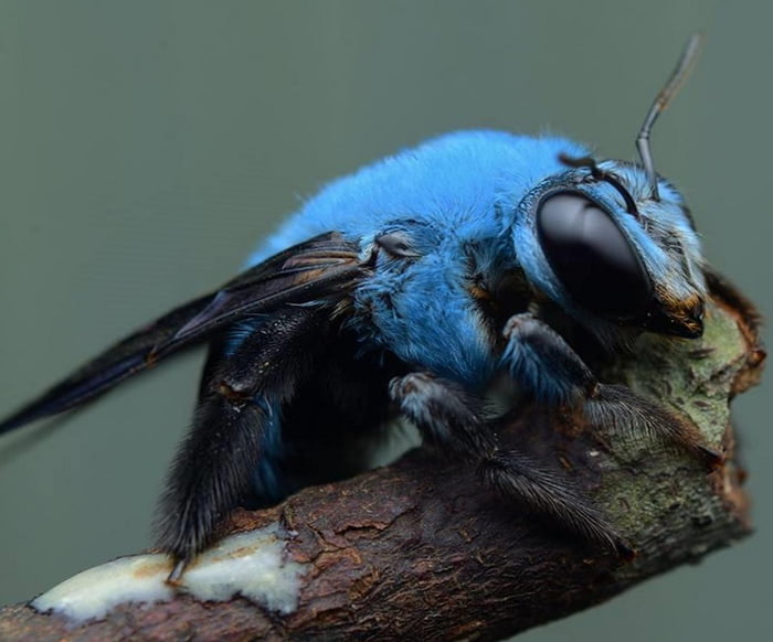 A Blue Carpenter Bee - 9GAG