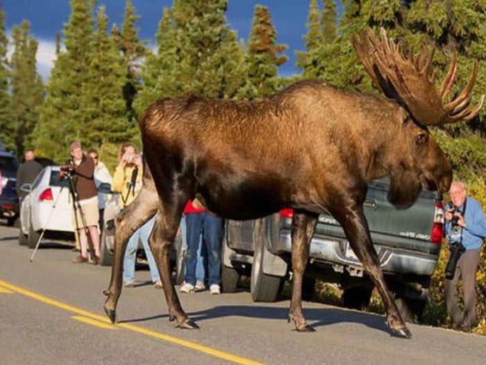 A moose as huge as an elephant... - 9GAG