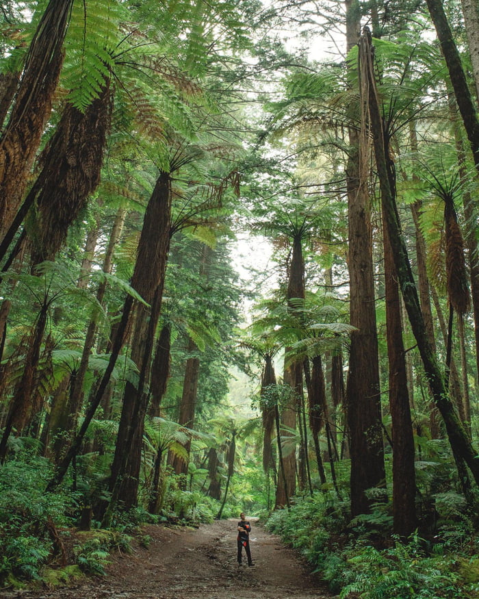 These huge tree ferns in Rotorua District, New Zealand - 9GAG