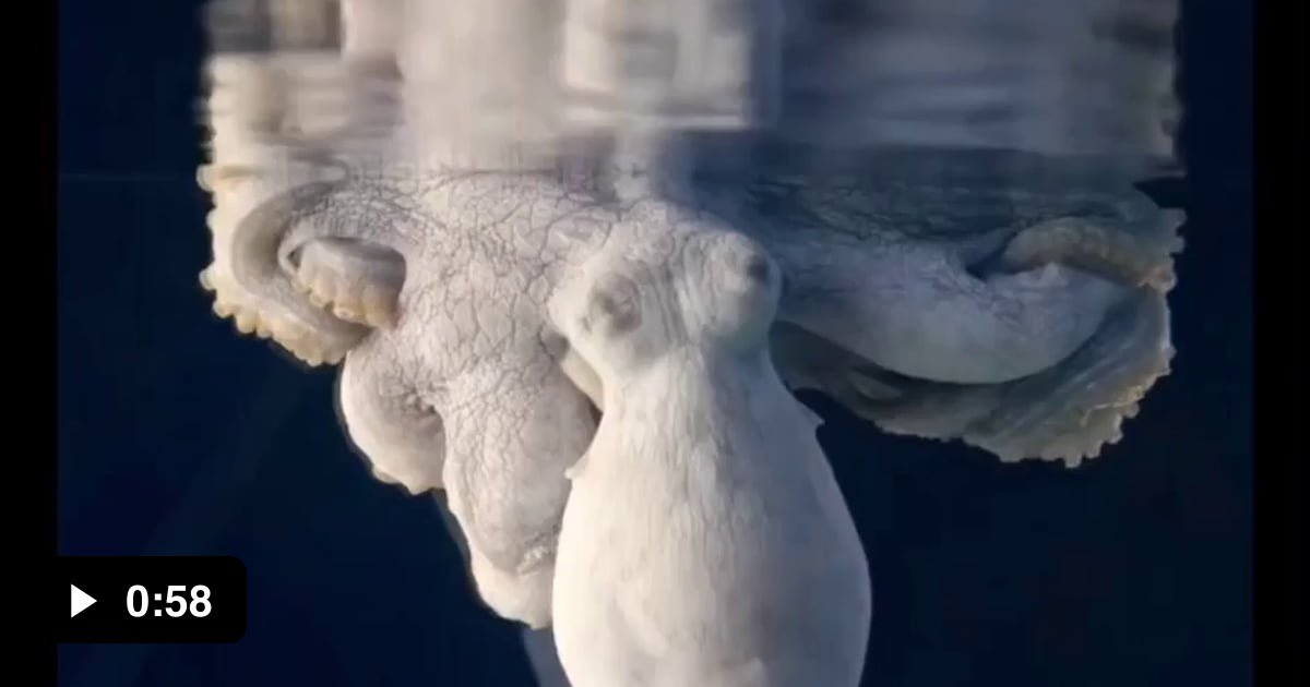 An octopus named Heidi was filmed ass she's sleeping. Colour changes ...