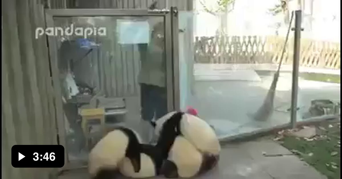Pandas! - 9GAG