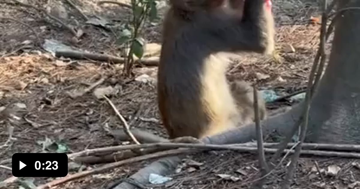 Hehe silly monkey - 9GAG