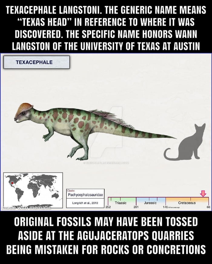 Not my picture. Like other Pachycephalosaurids, Texacephale is also ...