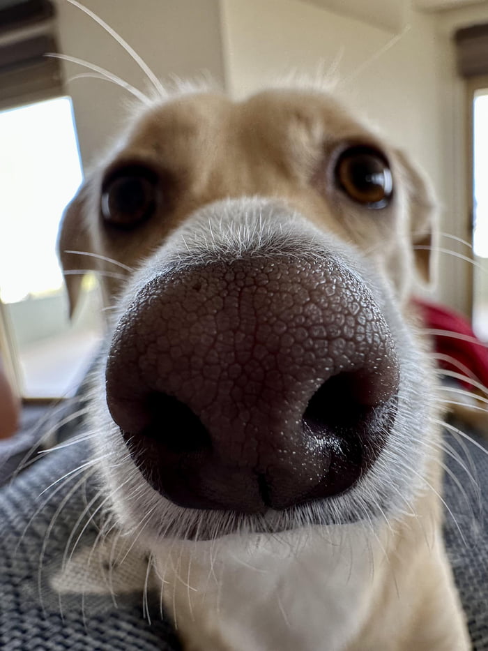 The Snoot™️ - 9GAG