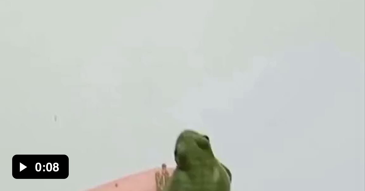 Frog - 9GAG