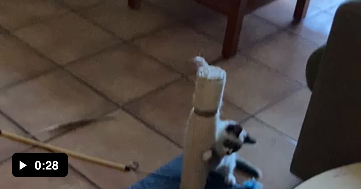 Morning playtime - 9GAG