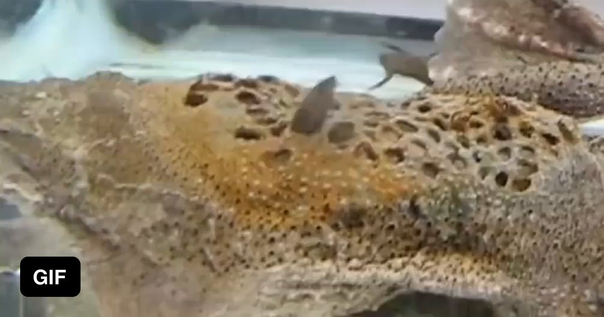 This is the Surinam toad. In one of the strangest birth methods in the animal species, babies ...