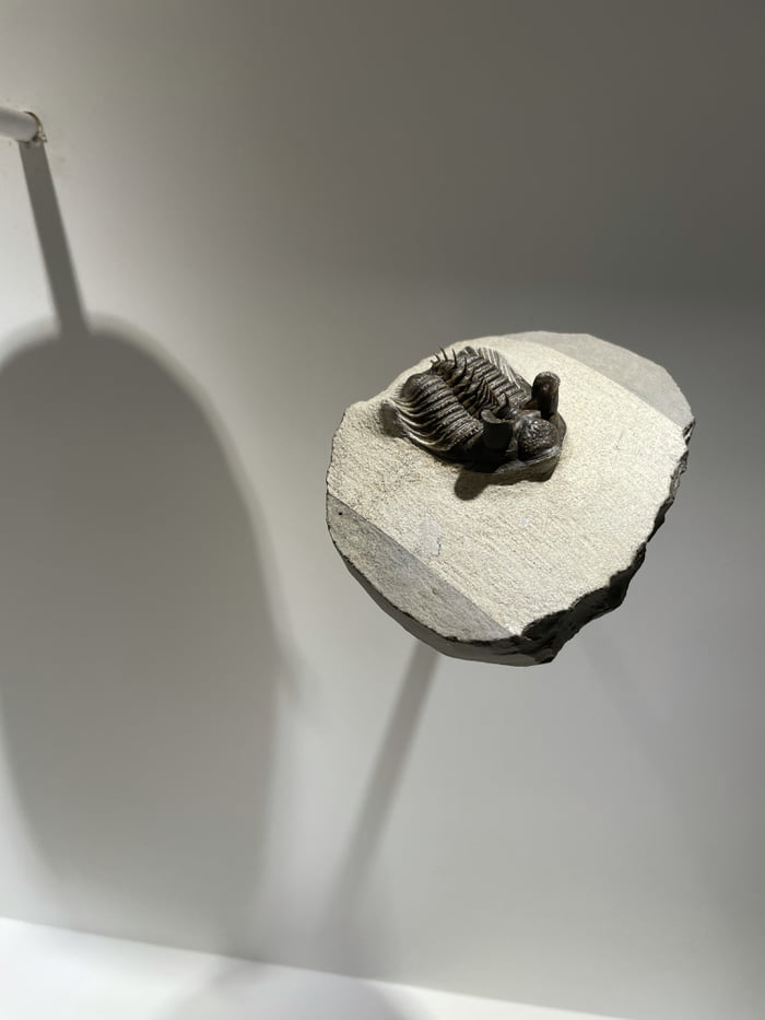 This Trilobite evolved built in sunshades in the form of a small ridge ...